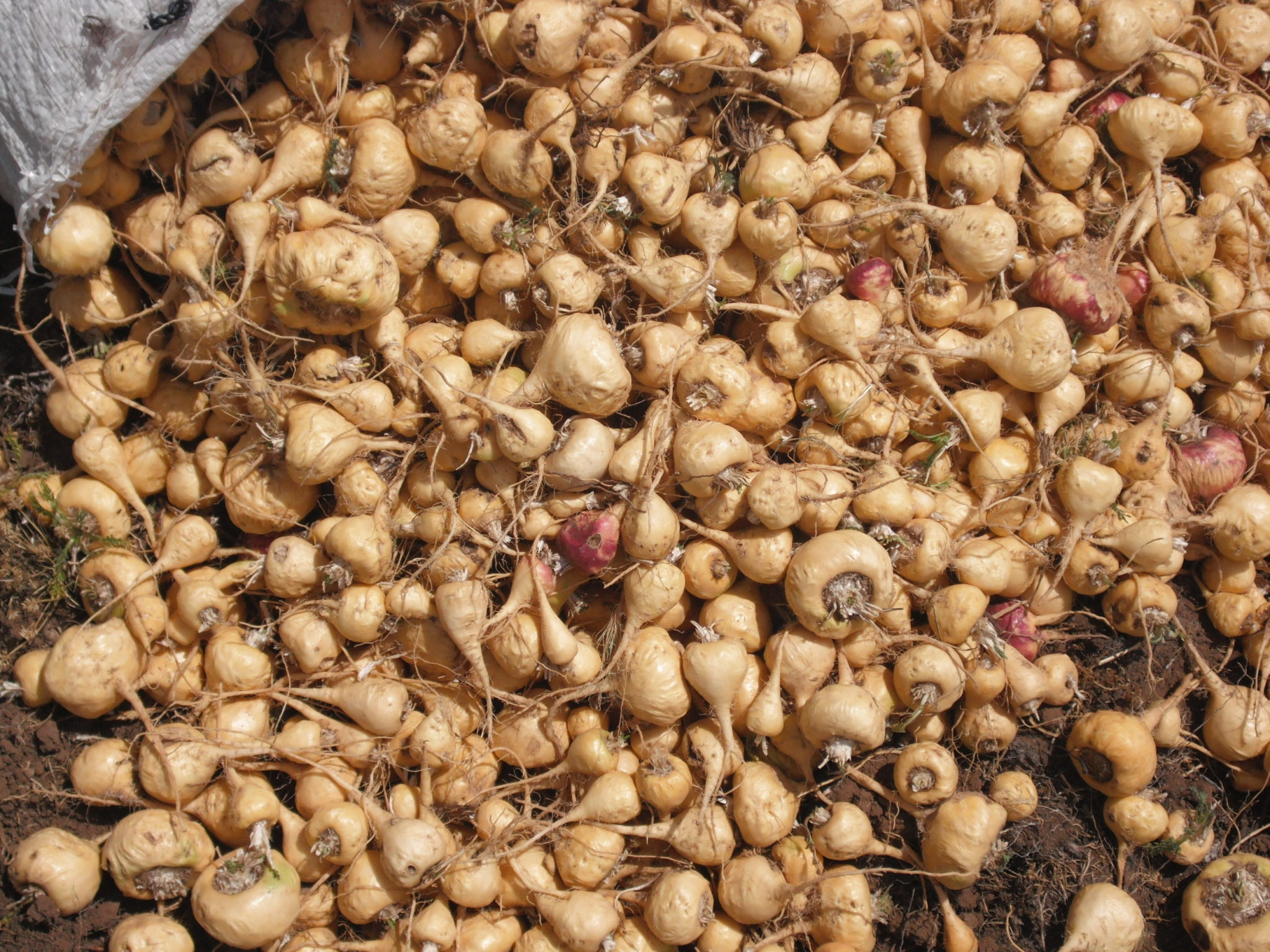 How maca root is cultivated? - Peru Superfoods Company - Intimaca